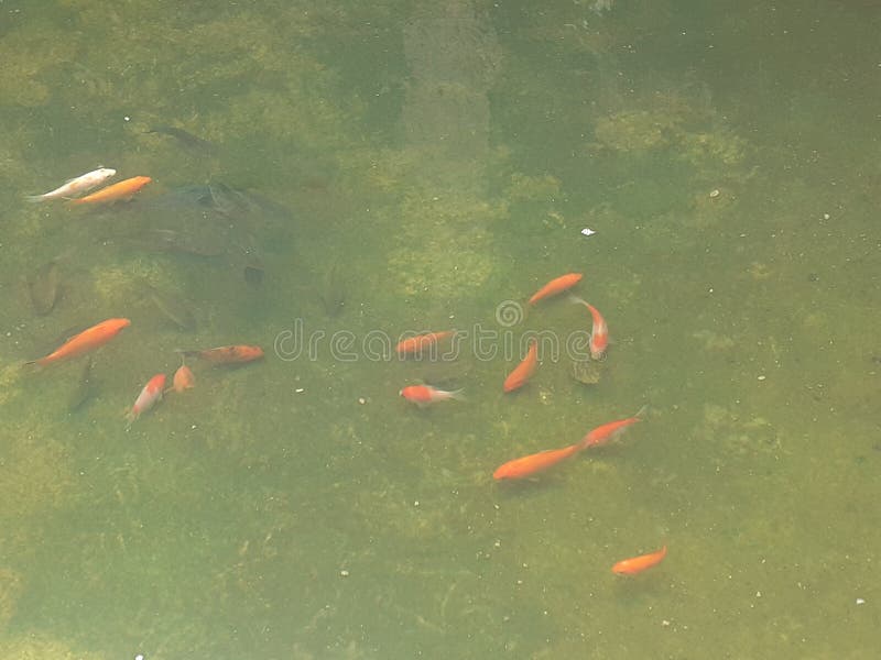 Fish in Pool stock image. Image of golden, green, gold - 35983665