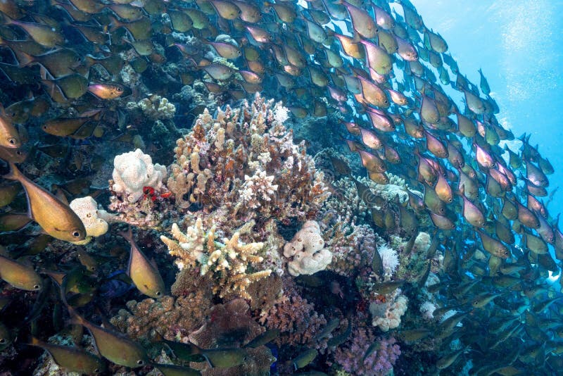 School of Fish Swimming Around Coral Reef Stock Image - Image of sand ...