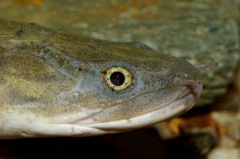 Fish portrait stock photo. Image of nature, tropical - 50153786