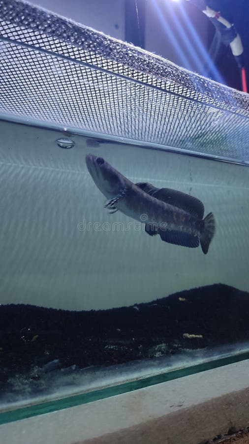 Fish Predator Channa Blue Pulchra Stock Photo - Image of predator ...