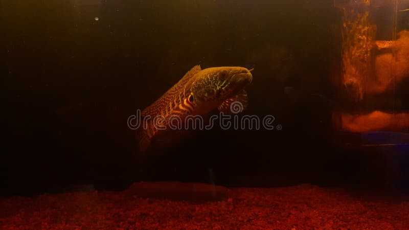 Fish Predator Chnna Auranti from India Stock Image - Image of ...