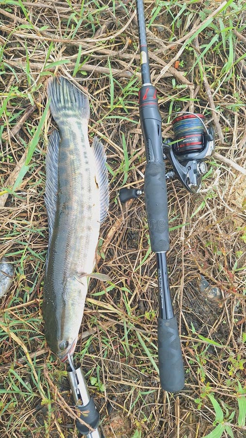 Fish predator malignant stock photo. Image of malignan - 380275364