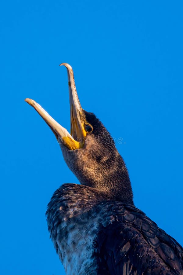 167 Predatory Seabird Photos - Free & Royalty-Free Stock Photos from ...