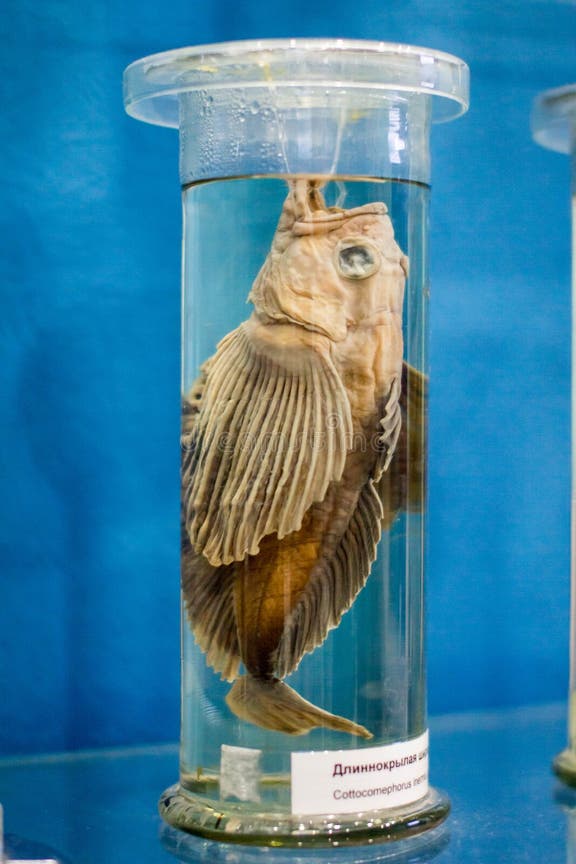 Fish preserved editorial photography. Image of museum - 58492497