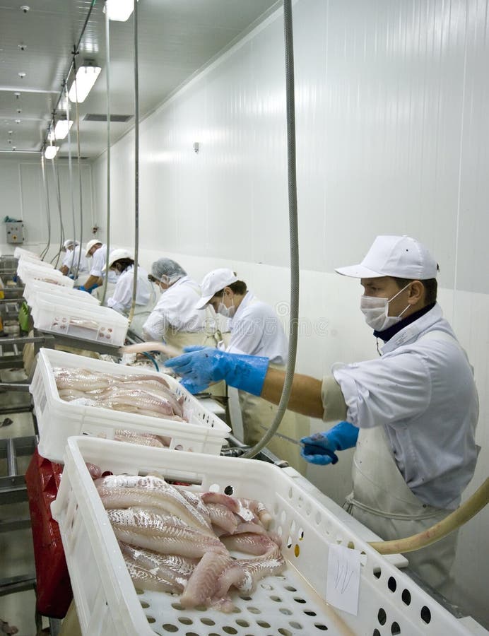 Industrial fish filleting stock image. Image of firm, manufacturing ...