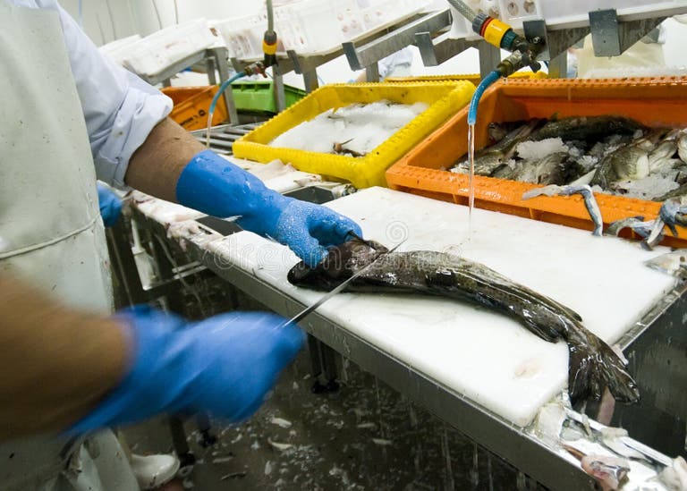 Fish processing factory stock photo. Image of cutting - 6747096