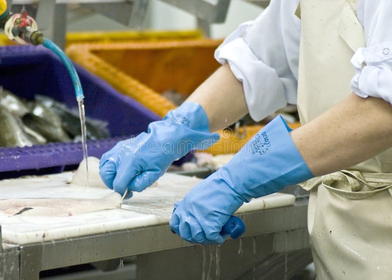 Fish processing factory stock photo. Image of glove, industrial - 6750058