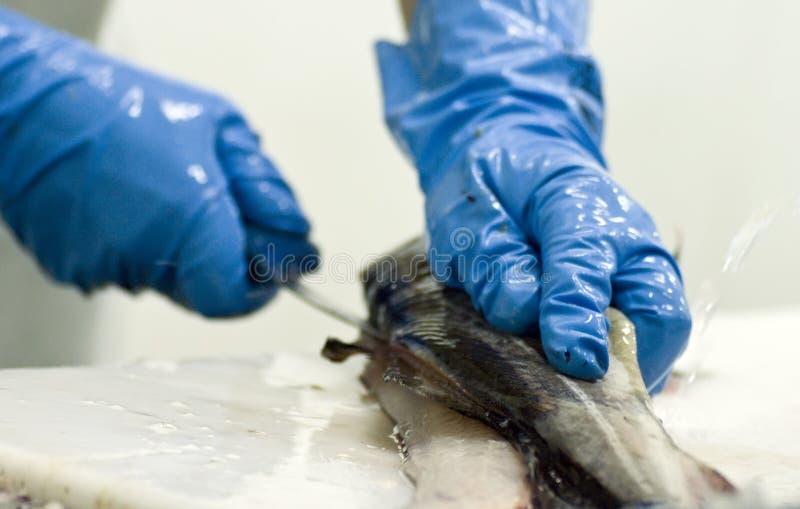 Fish processing factory stock photo. Image of pours, factory - 6750060