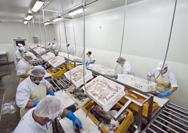 Fish processing stock image. Image of fishing, fillet - 6772591