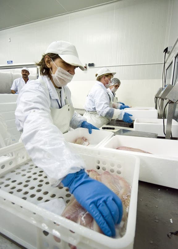 Fish processing factory stock photo. Image of cutter, company - 6772982