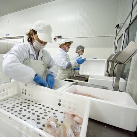 Fish processing factory stock image. Image of females - 6773057