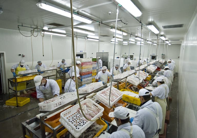Fish processing factory stock image. Image of factory - 6774113