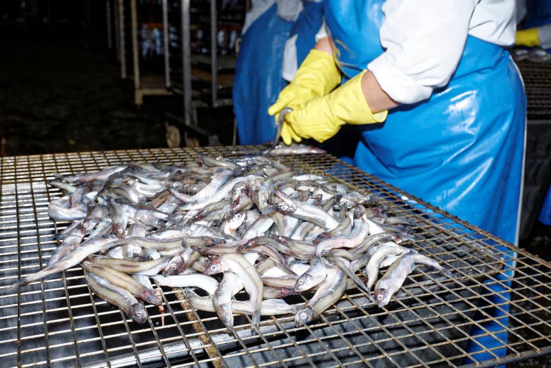 Fish Processing, Fish Factory Stock Image - Image of fish, aquaculture ...