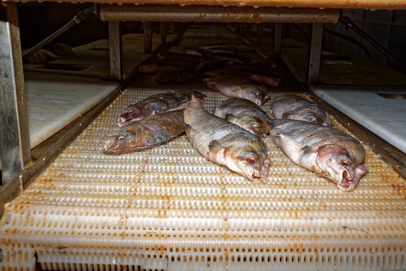 Fish Processing, Fish Factory Stock Image - Image of fisheries, export ...