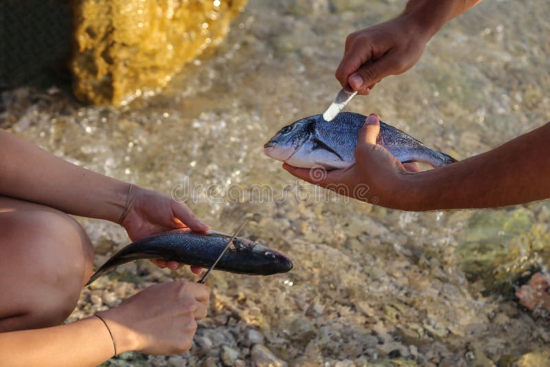 Fish processing outdoors stock photo. Image of preparation - 98644744