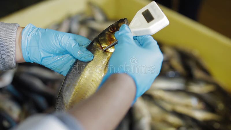 Worker Measures the Temperature of the Fish. Fish Processing Plant at ...