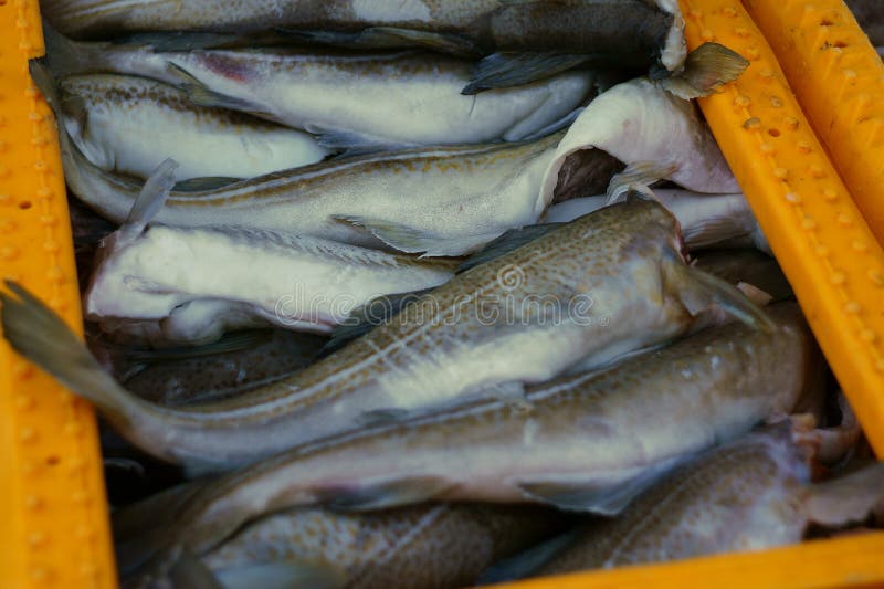 Fish, Fish Products, Seafood, Animal Source Foods Picture. Image: 119766014