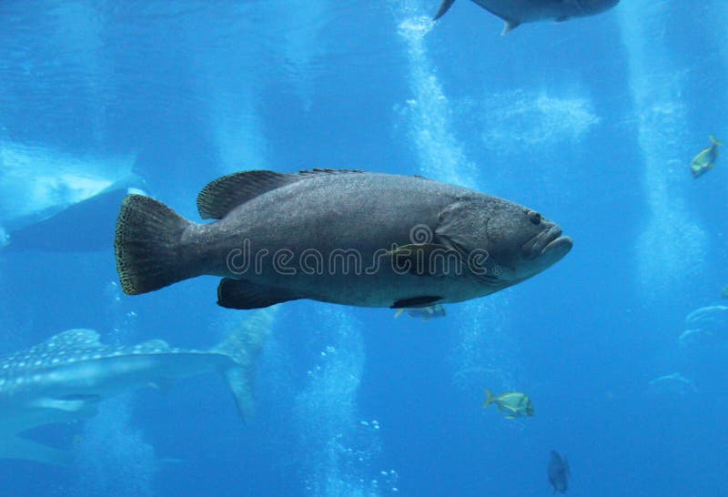 Fish profile stock photo. Image of bubbles, fish, underwater - 28380730