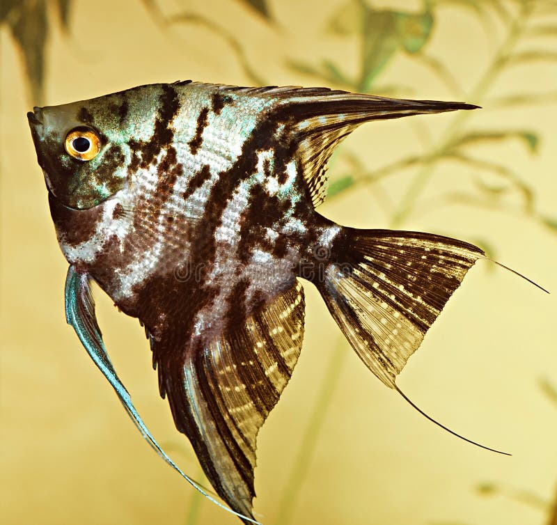 Zebra Lace Angelfish