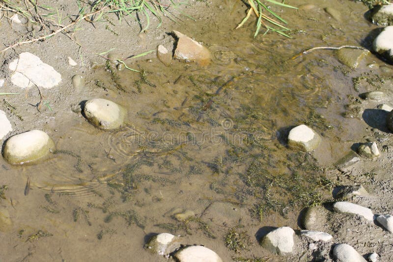 Fish in the puddle stock photo. Image of animals, environment - 127693702