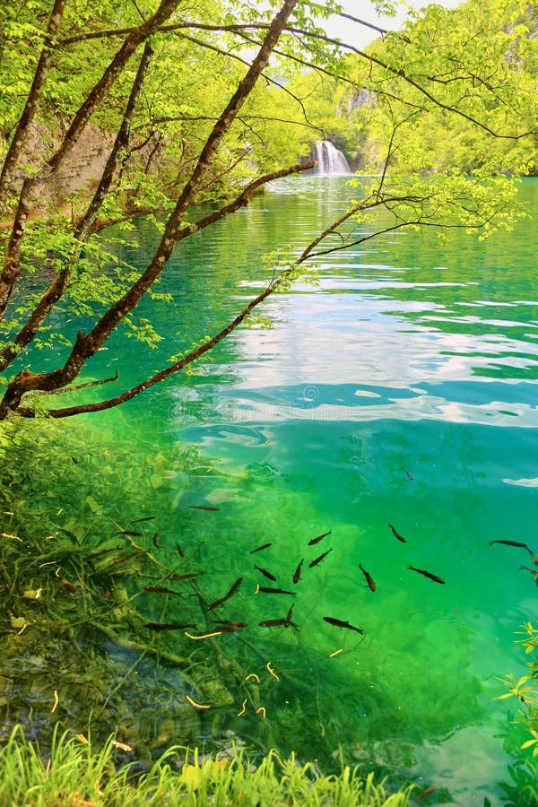 Fish in Pure Water of the Plitvice Lakes Stock Image - Image of spring ...
