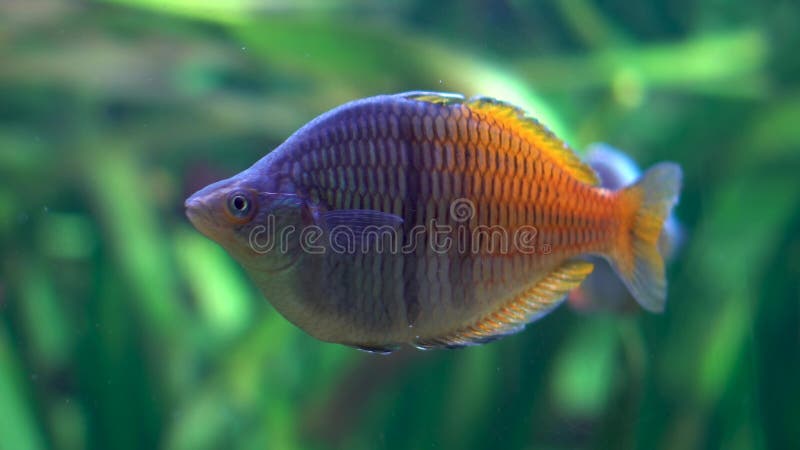 Fish Rainbow Boesman Swims in the Aquarium. Oversized. Exotic Fish ...