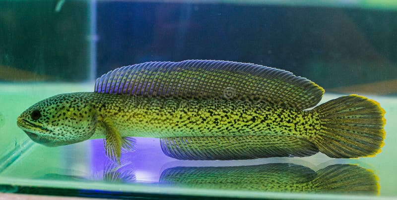 Chana Barca Fish stock photo. Image of barca, born, rare - 263296850