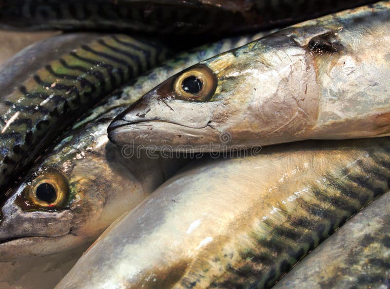 Fish raw stock image. Image of dinner, boiled, eating - 36924957