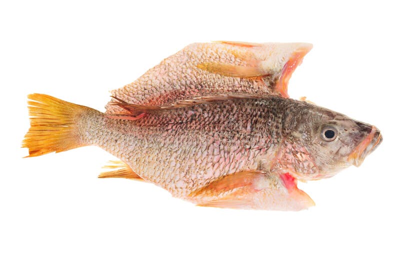 Fish Ready for Cooking stock photo. Image of delicacy - 22198514