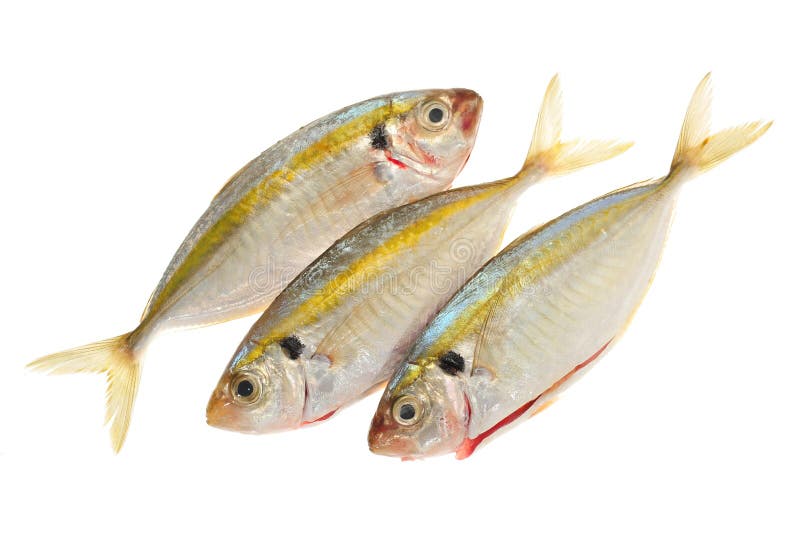 Fish Ready for Cooking stock image. Image of culinary - 26628873