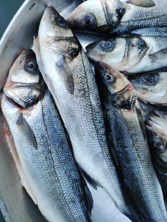 Fish ready to cook stock photo. Image of flat, fish - 199699582
