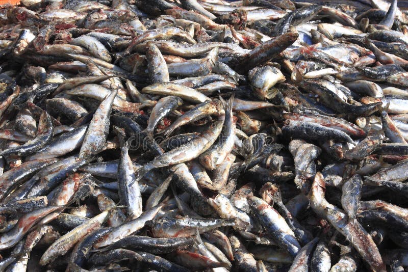 Fish ready to process stock image. Image of processing - 13188351