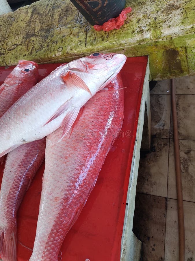 Fish red kakap stock image. Image of produce, meal, underwater - 265118283