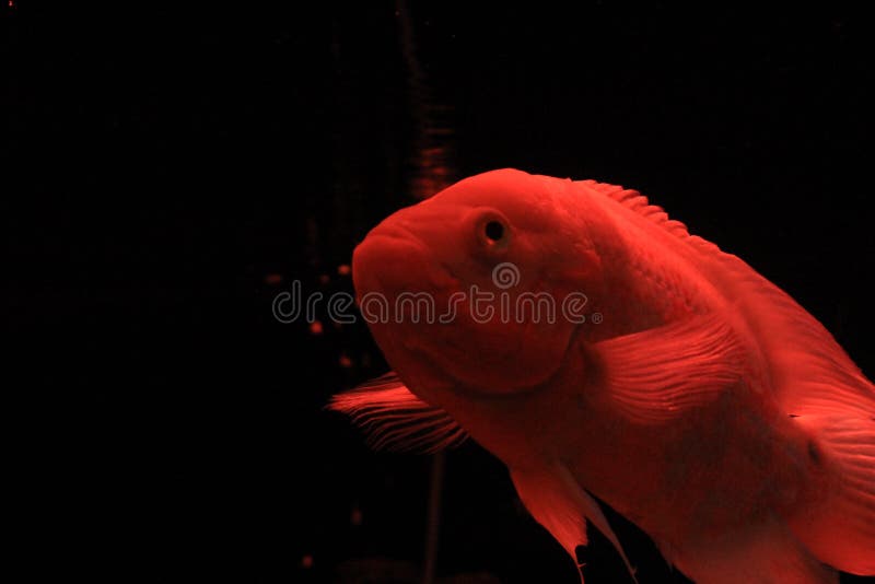 Fish with Red Light in the Dark Tank Stock Photo - Image of aqua ...