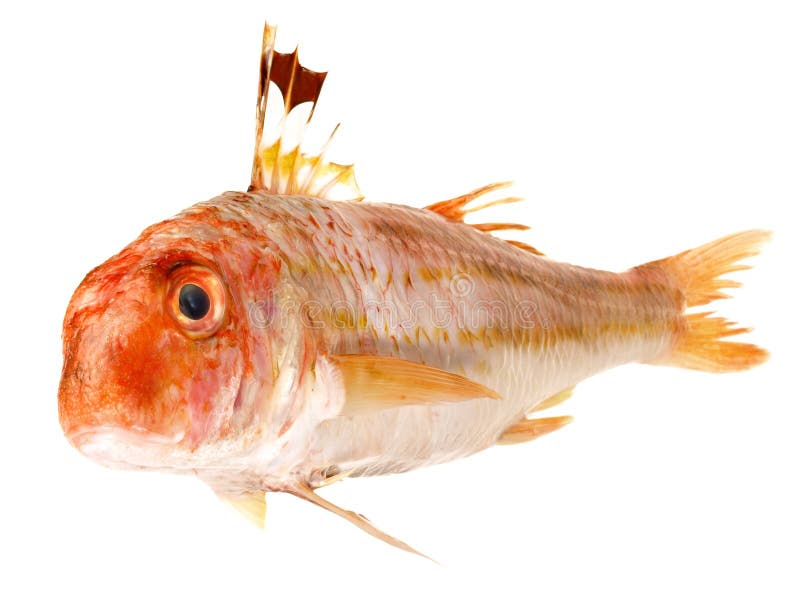 Fish - Red Mullet stock image. Image of gourmet, farm - 146898939