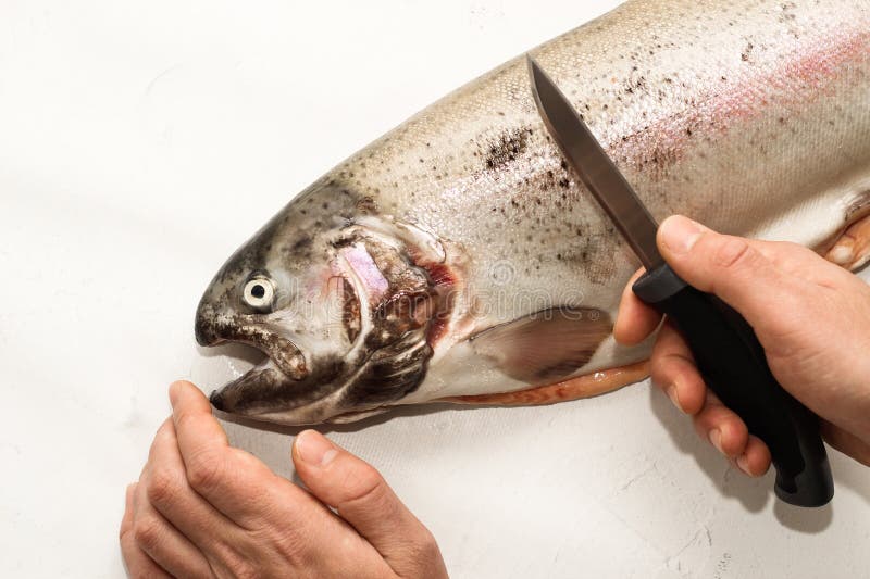 Fish Red River Trout, Cleaning the Scales, Home Cooking Stock Image ...