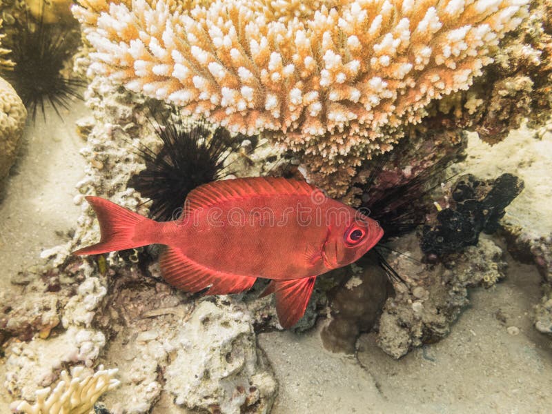 Fish. Red Sea. Egypt stock image. Image of multi, reef - 73007039