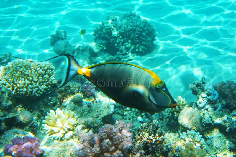 Fish in the Red sea stock image. Image of blue, undersea - 171411561