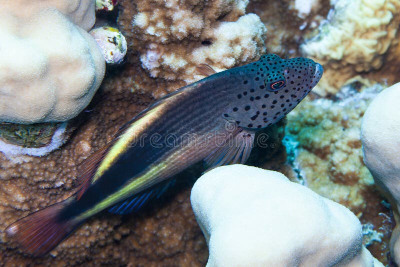 Fish of the Red Sea. Hawkfish Stock Photo - Image of invertebrate, fish ...