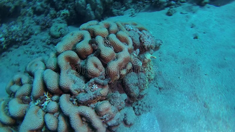 Fish of the Red Sea. Lying on the Bottom Carpet Flathead ...