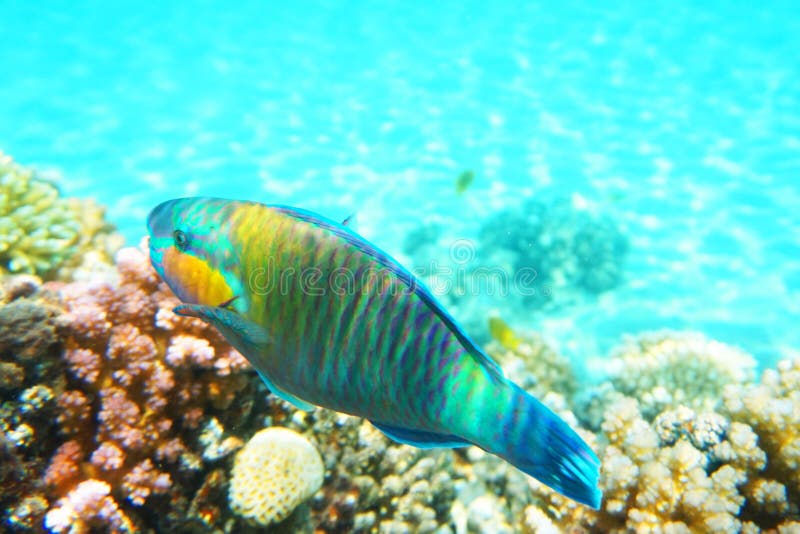 Fish in the Red sea stock image. Image of ocean, underwater - 171411515
