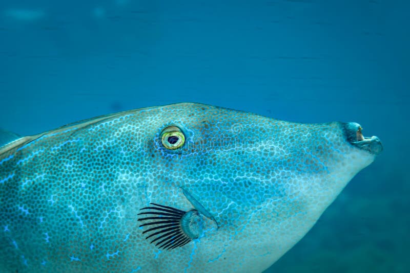 Fish of the Red Sea. Scrawled Filefish Stock Photo - Image of coastal ...