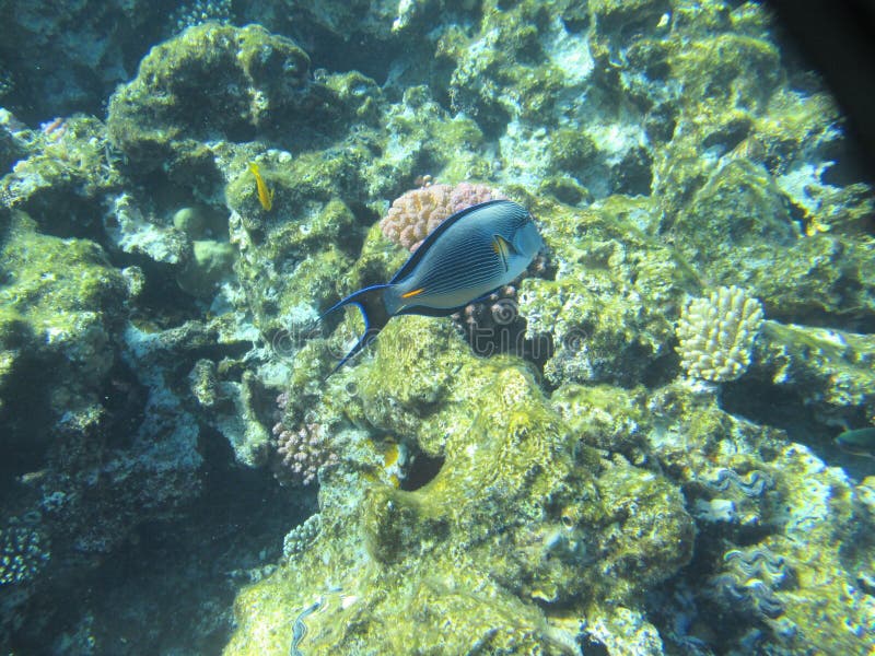 Fish in the Red Sea stock photo. Image of sheih, sharm - 279540116