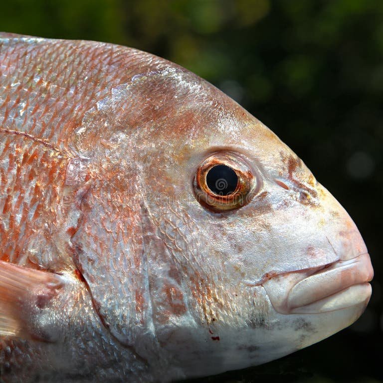 Fish: Red Snapper Head Close Up Stock Photo - Image of food, dinner ...