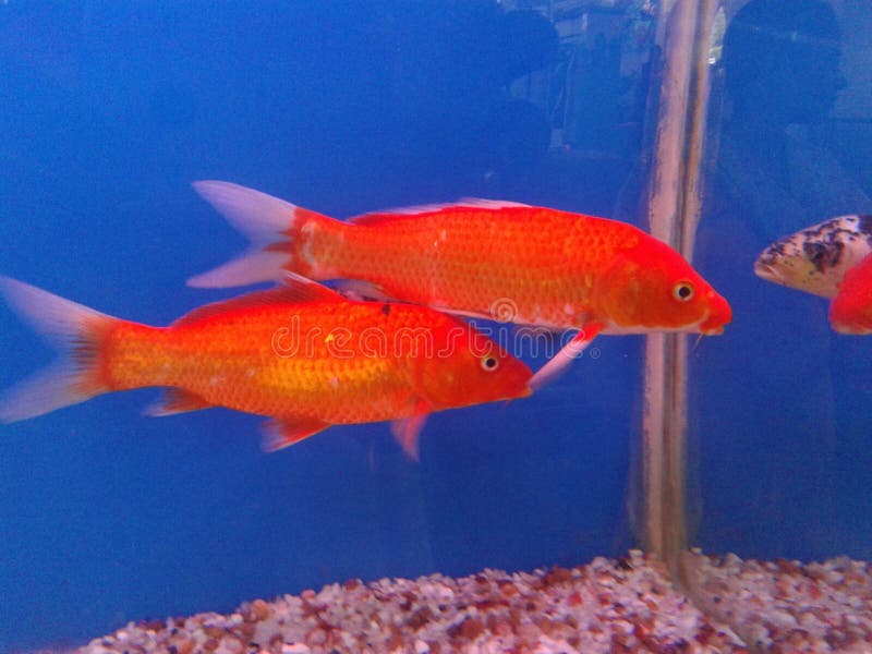 Aquarium stock image. Image of tank, fish, toll, aquarium - 123157477