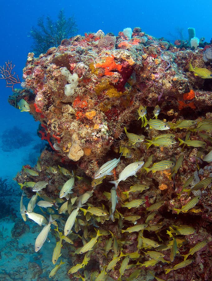 Fish on a Reef stock photo. Image of atlantic, fish, tropical - 25756018