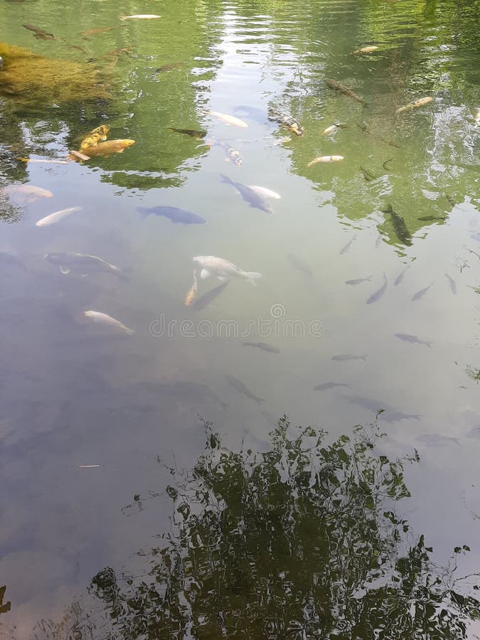 Fish Reflection in Aquarium Stock Photo - Image of fish, cellphone ...