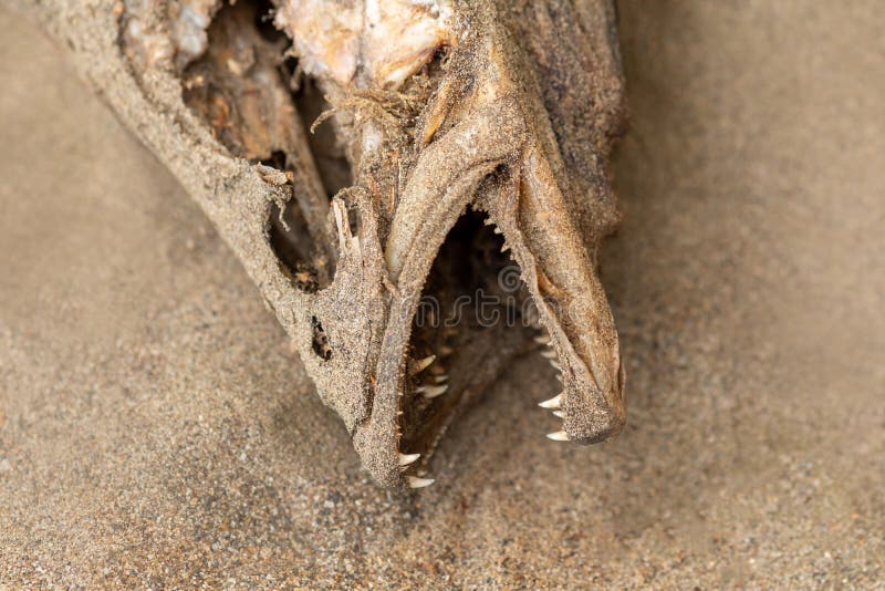 Fish Remains on Dry Sand, Close-up Stock Image - Image of industrial ...
