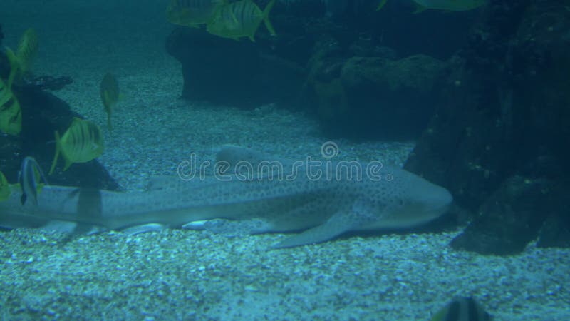 Fish Resting on the Bottom of Aquarium Stock Video - Video of saltwater ...