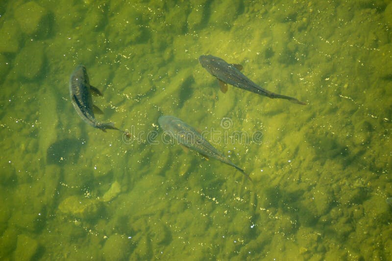 Fish resting in the lake stock image. Image of fish - 229426791